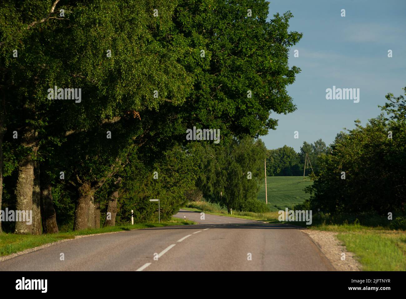 asphalted country road with a bend under huge oak trees illuminated by ...