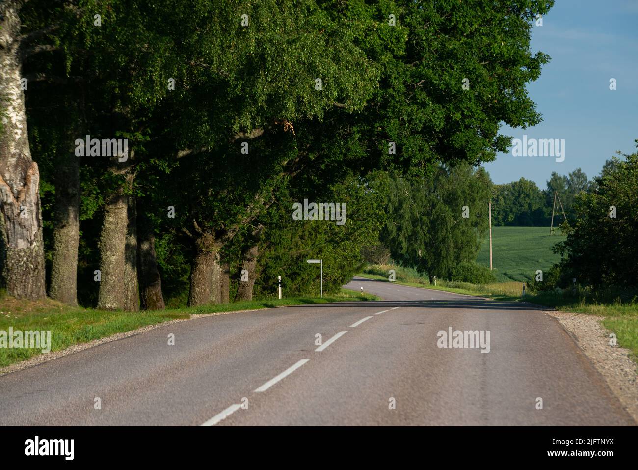 asphalted country road with a bend under huge oak trees illuminated by ...