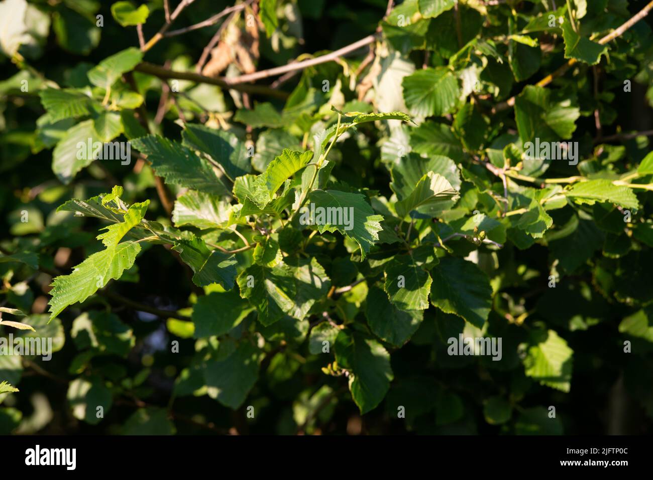 green tree textures and backgrounds - green garden and bushes Stock ...