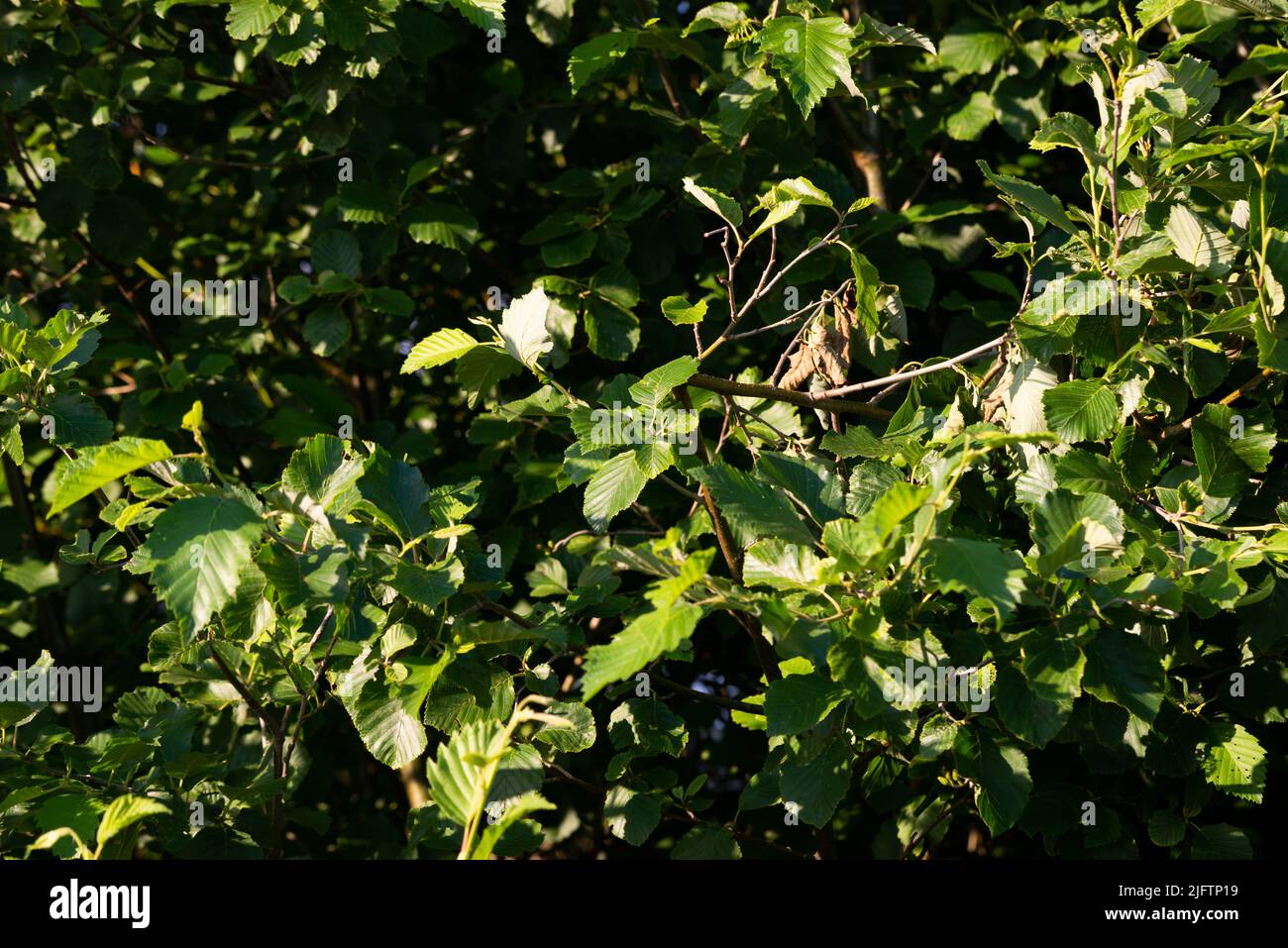 green tree textures and backgrounds - green garden and bushes Stock ...