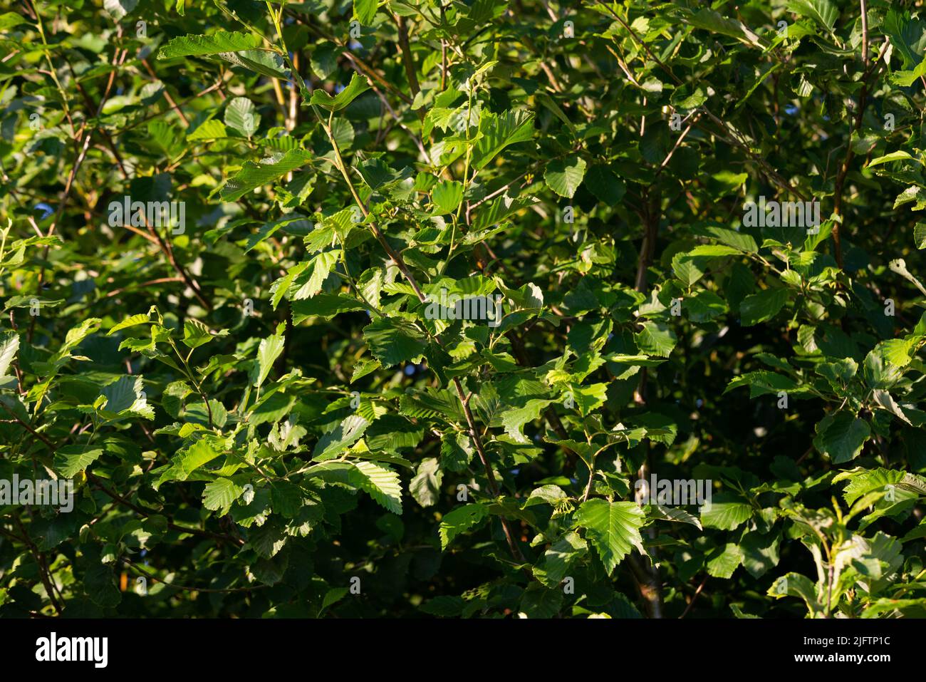 green tree textures and backgrounds - green garden and bushes Stock ...