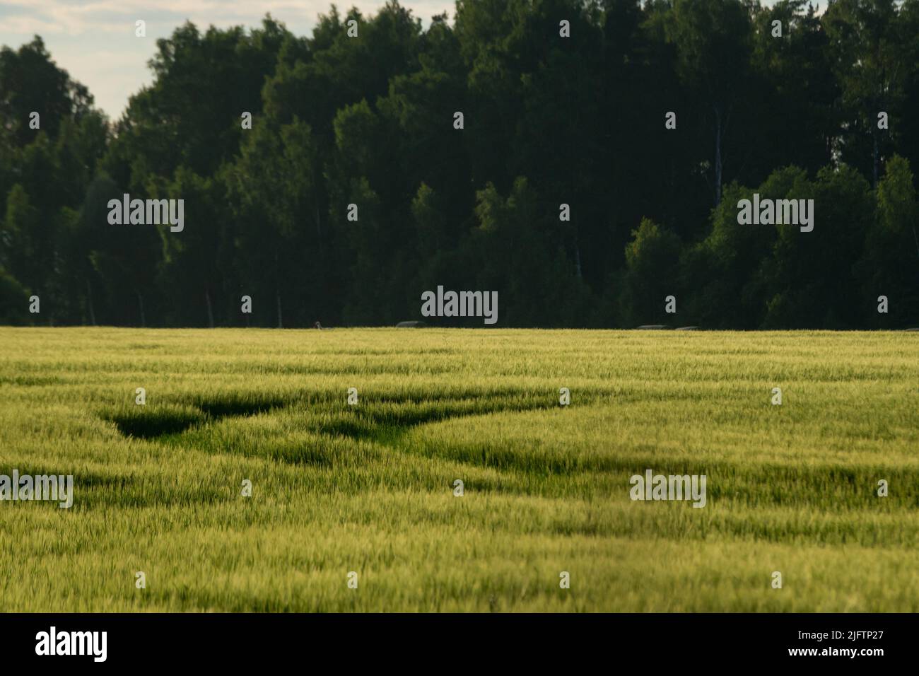 countryside fields in summer with forests in background and clouds ...