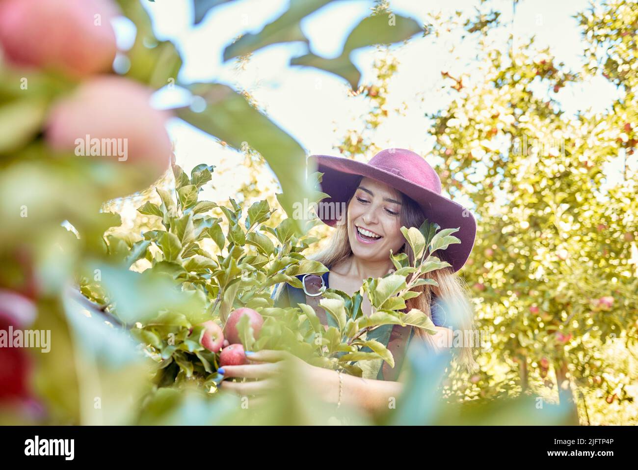 Young joyful woman picking apples from a tree. Cheerful female grabbing ...