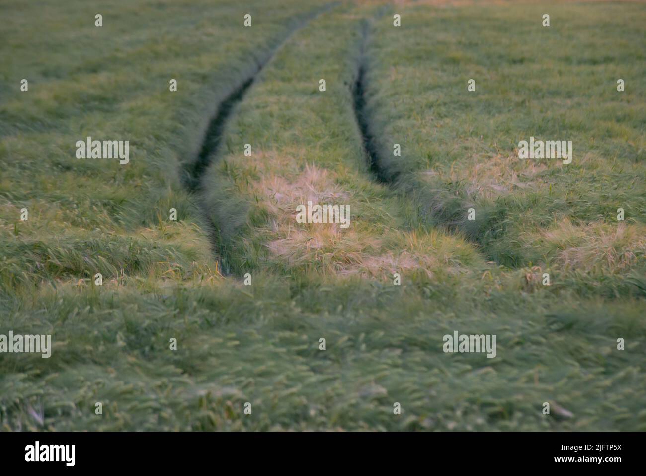 vehicle tracks on a corn field at sunset with a colorful pink sky Stock ...