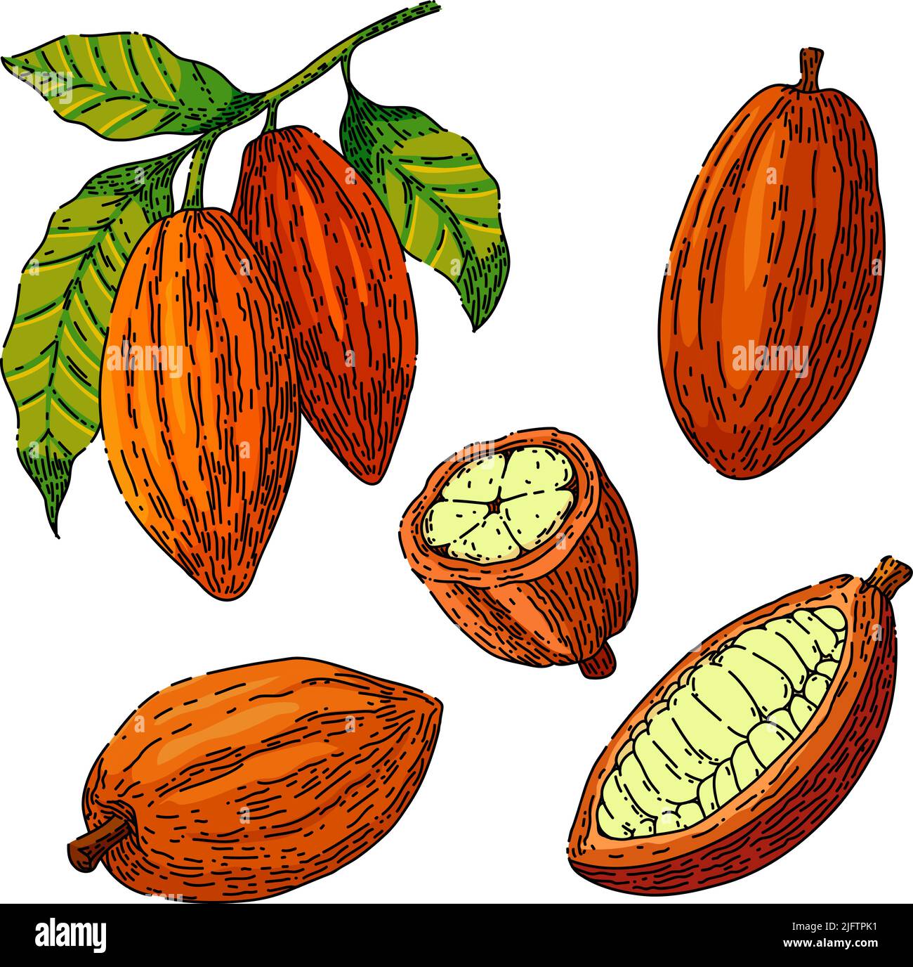 cocoa chocolate set sketch hand drawn vector Stock Vector Image & Art ... cocoa chocolate set sketch hand drawn vector Stock Vector Image & Art ...