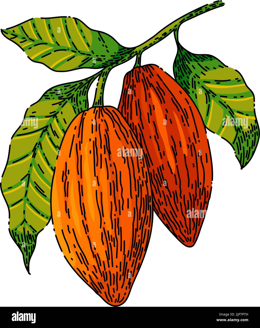 cocoa bean sketch hand drawn vector Stock Vector Image & Art - Alamy