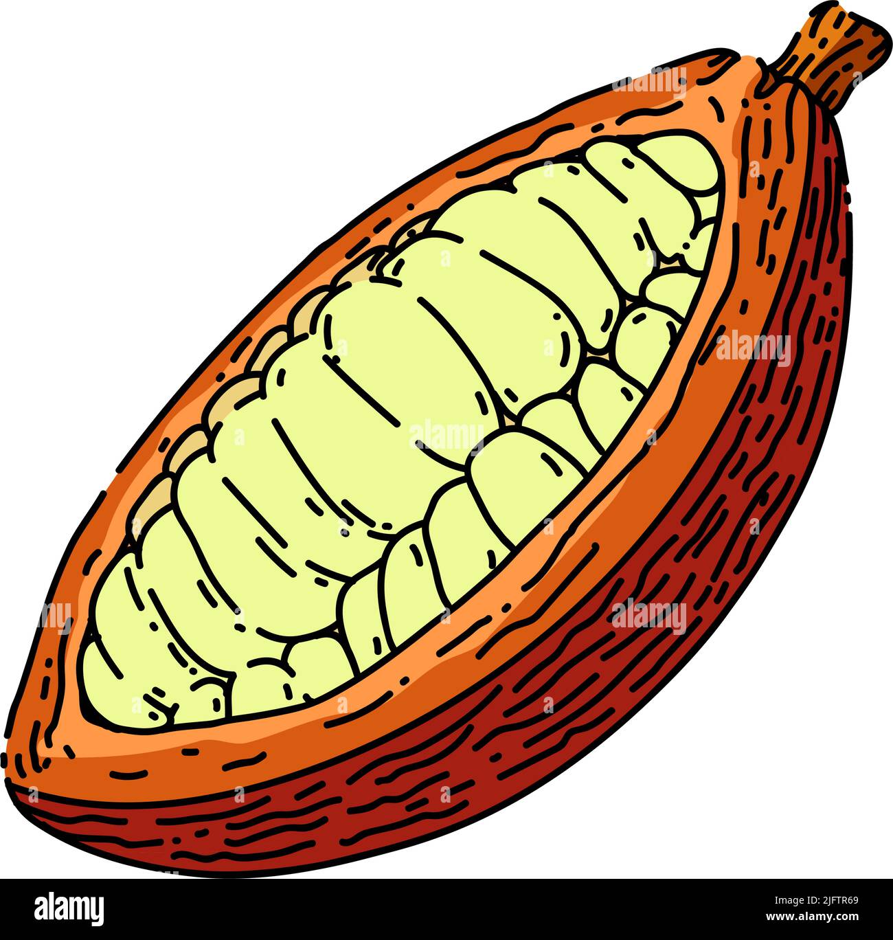 cocoa bean sketch hand drawn vector Stock Vector Image & Art - Alamy