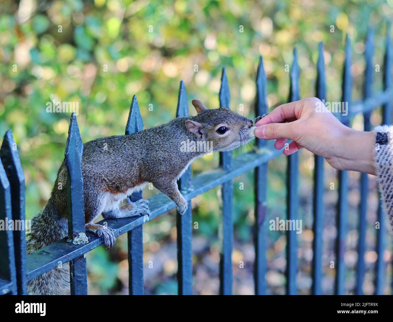 A woman's hand feeding a squirrel in Hyde park in London Stock Photo ...