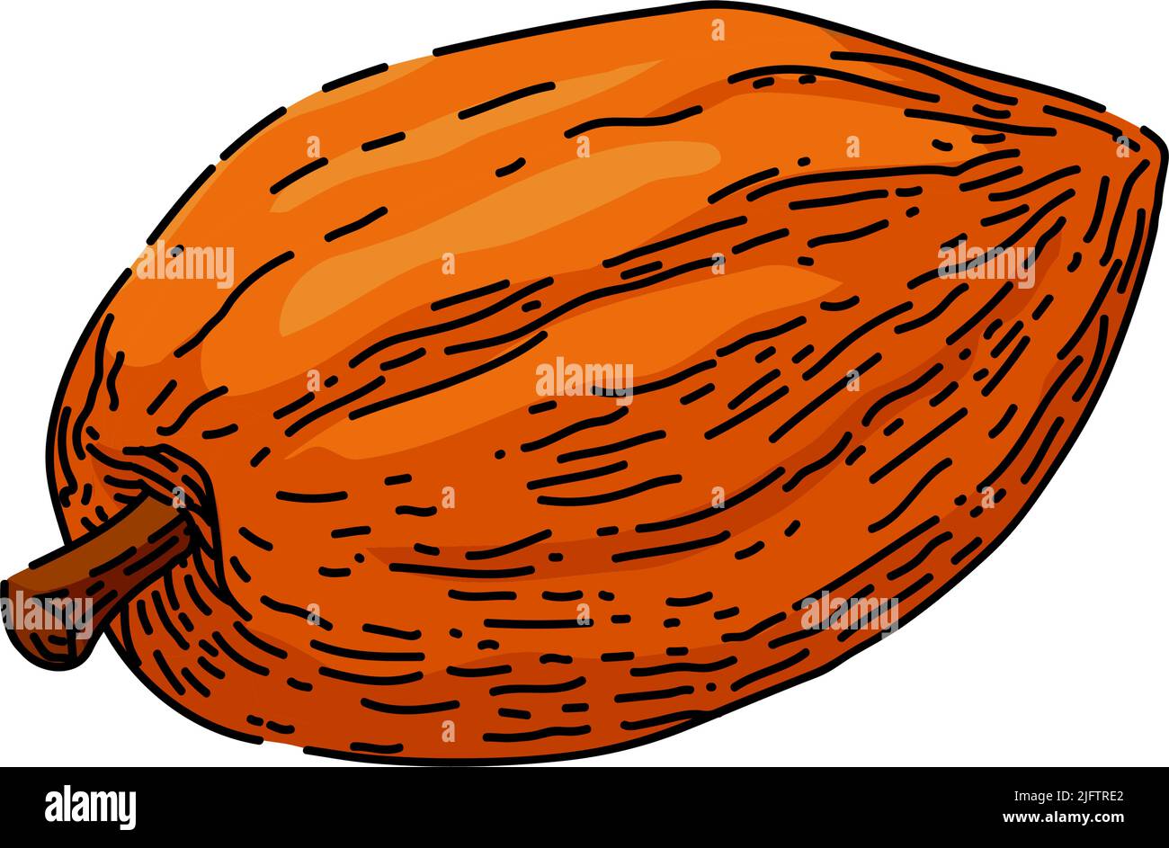 cocoa bean sketch hand drawn vector Stock Vector Image & Art - Alamy