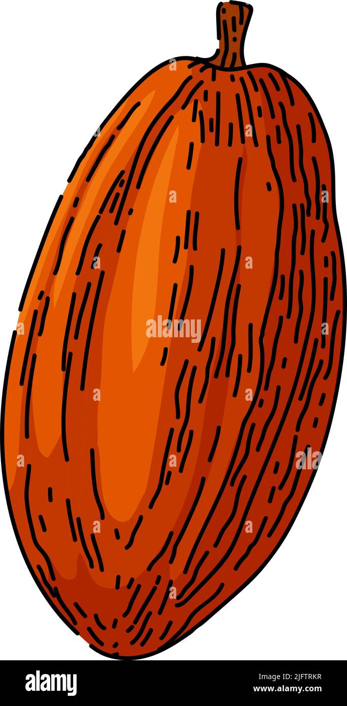 cocoa bean sketch hand drawn vector Stock Vector Image & Art - Alamy