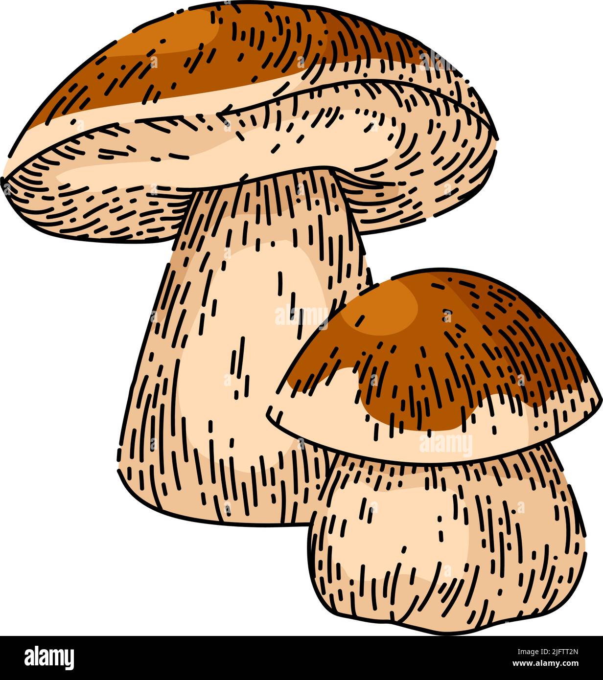 porcini mushroom sketch hand drawn vector Stock Vector Image & Art - Alamy