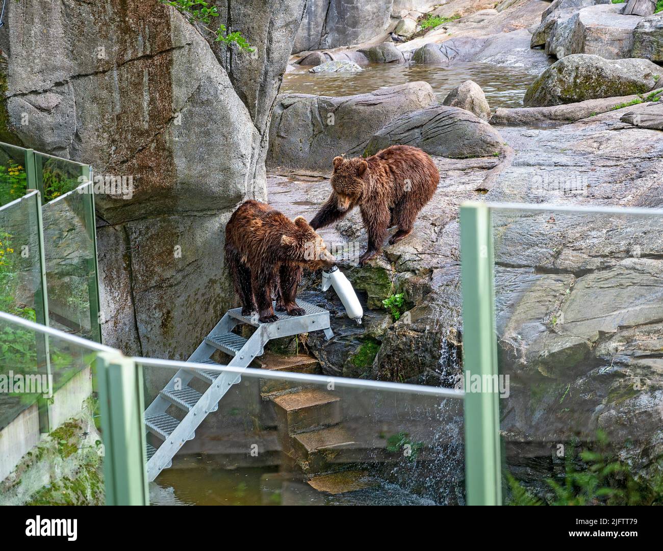 two young wet brown bears are playing in the animal garden of Skansen ...