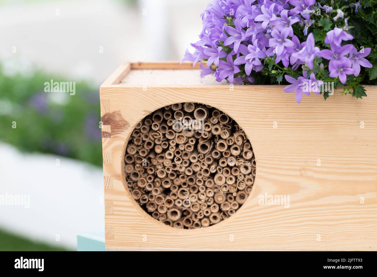 Insect house - hotel in a summer garden with Campanula flower Stock ...