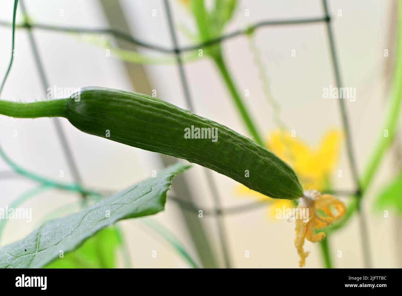 Growing cucmber on the shrub in the greenhouse as a closeup Stock Photo ...