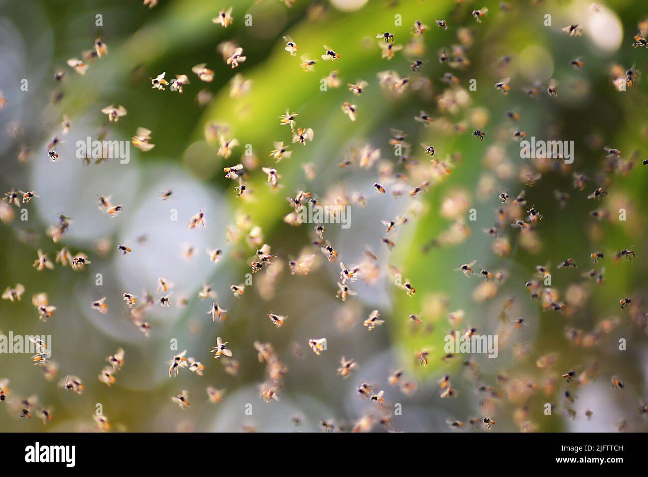 A swarm of Bees flying around beehive Stock Photo - Alamy