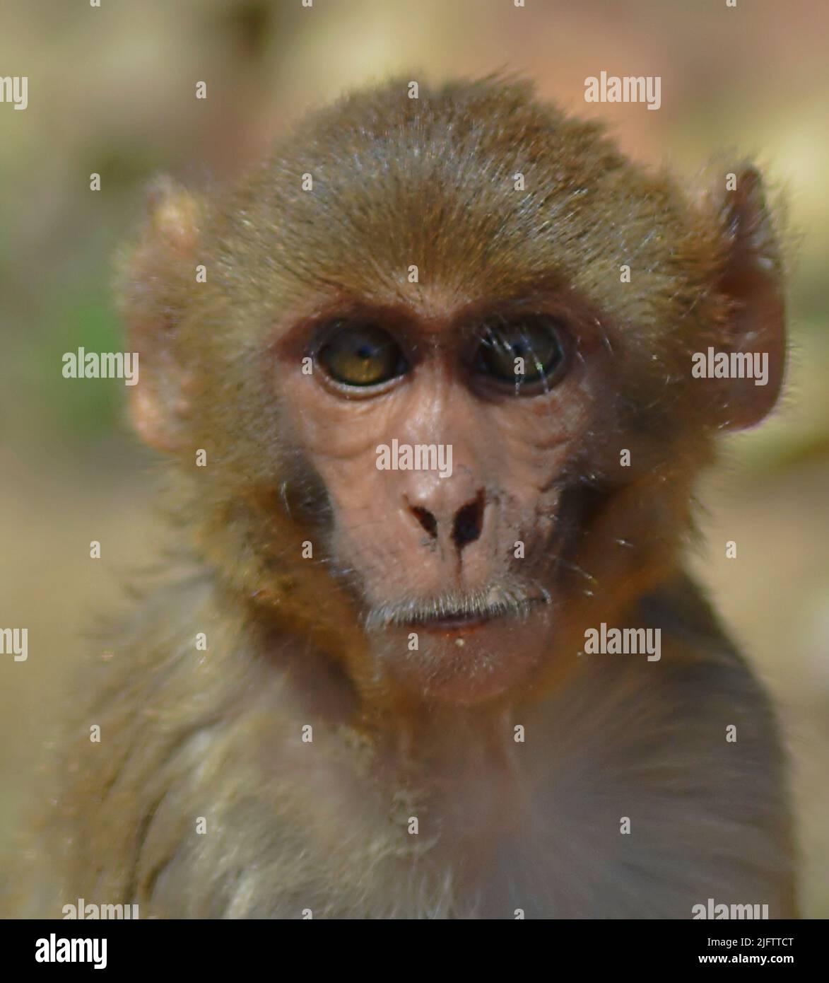 Close-up/Portrait of a Rhesus macaque /Macaca mulatta looking at camera ...