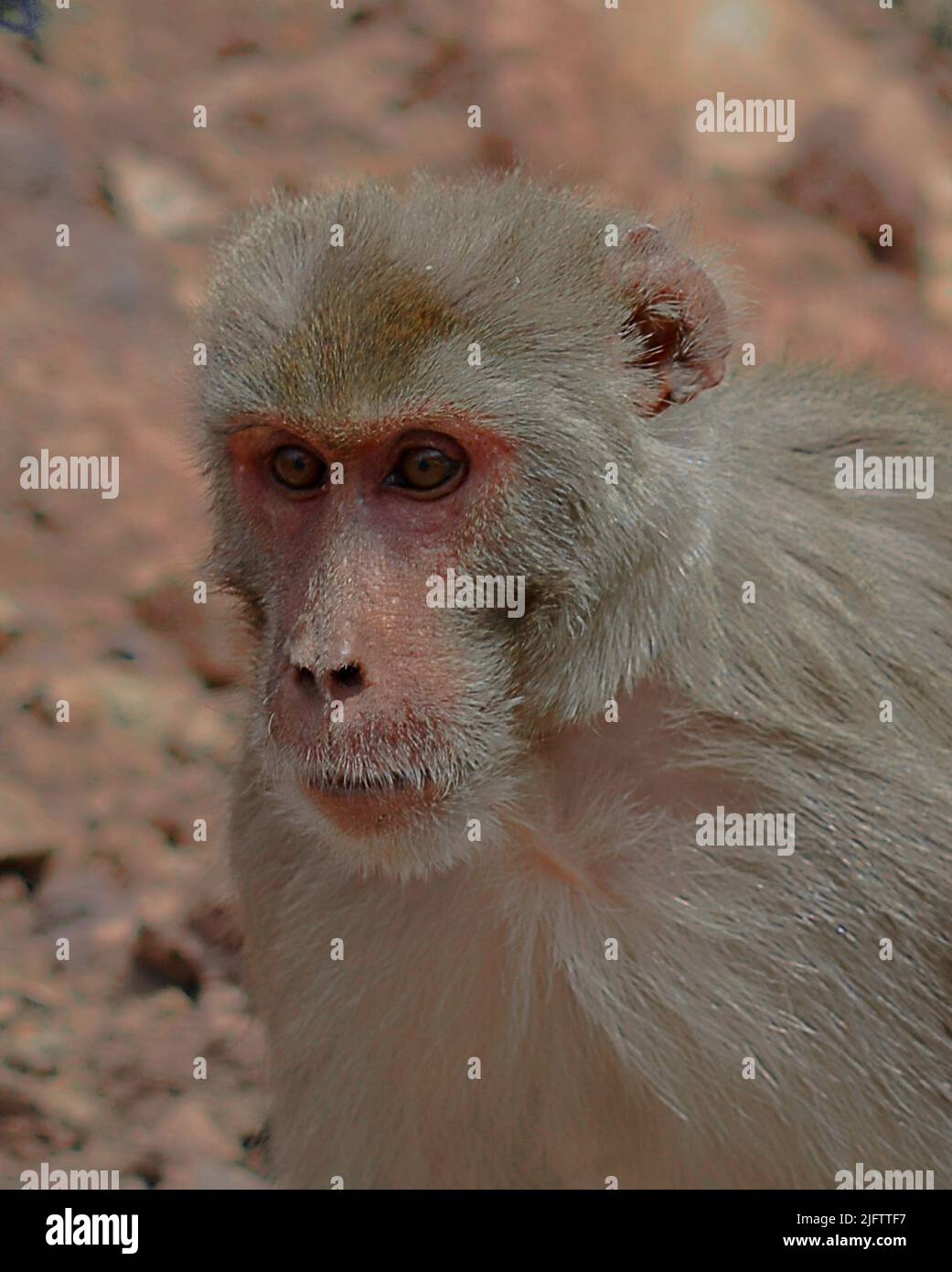 Close up portrait of a rhesus macaque macaca mulatta looking at camera ...