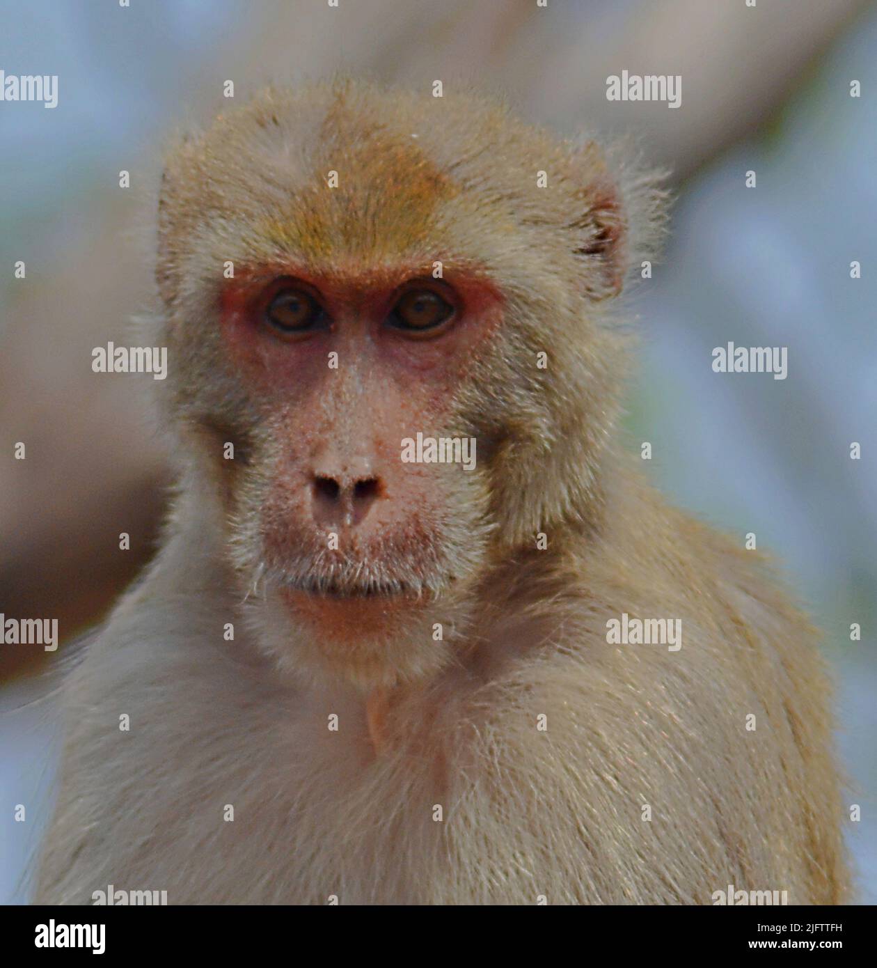 Close-up/Portrait of a Rhesus macaque /Macaca mulatta looking at camera/Pachmarhi/India Stock ...