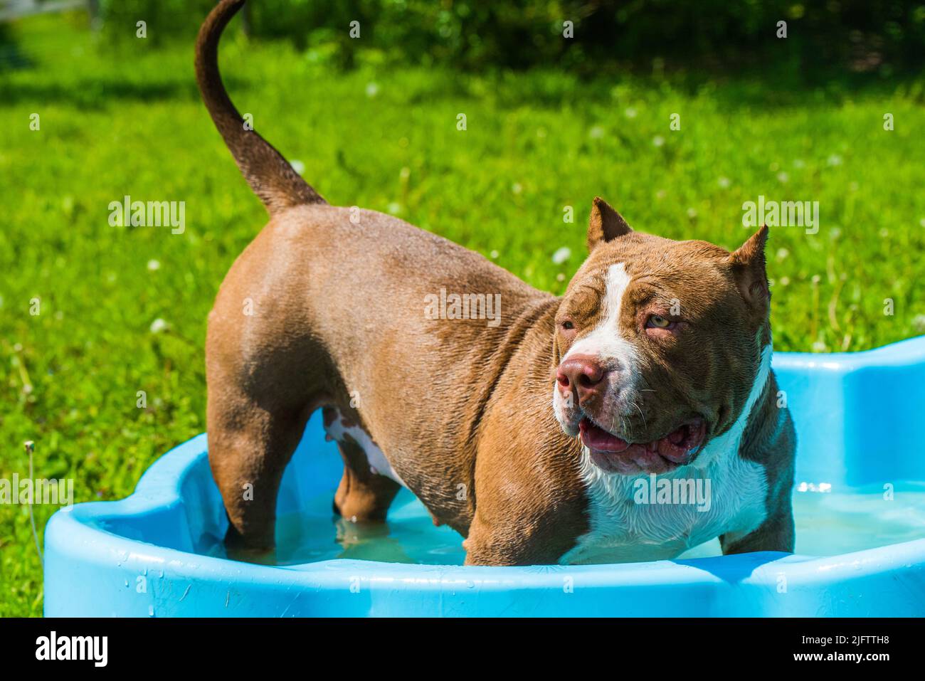 American bulldog swimming hi-res stock photography and images - Alamy