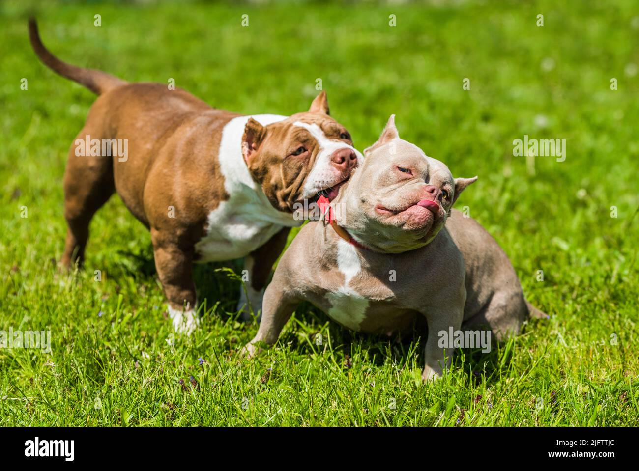 American Bully puppies dogs are playing on nature. A dog is pulling ...