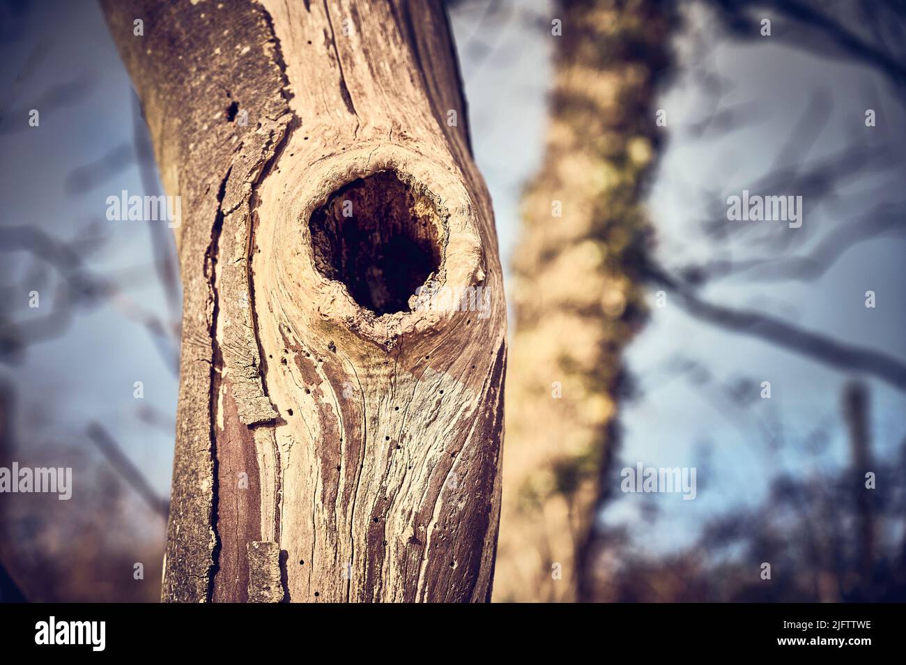 Round hole in trunk of old dead tree Stock Photo - Alamy