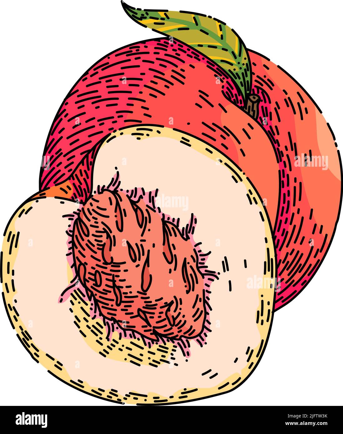 Peach Fruit Drawing