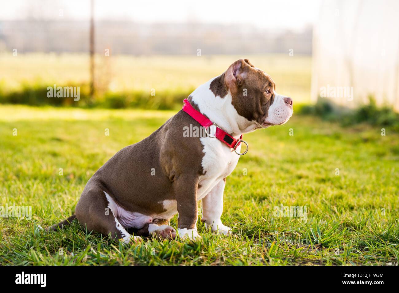 Chocolate color American Bully male dog is on green grass Stock Photo ...