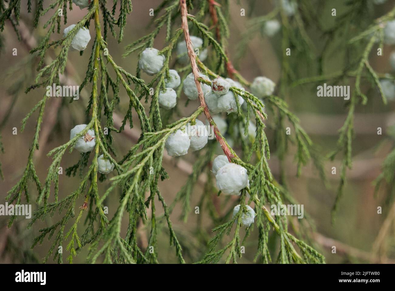 An eastern red cedar shows off its small ball-shaped fruits Stock Photo ...