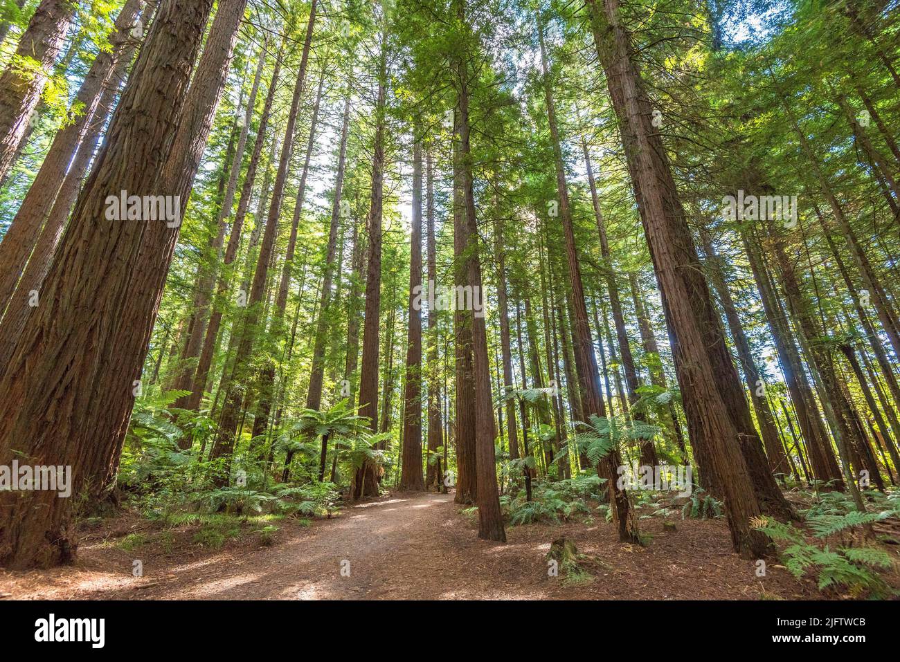 A beautiful landscape of tall trees in Redwood Park, Rotorua, North ...