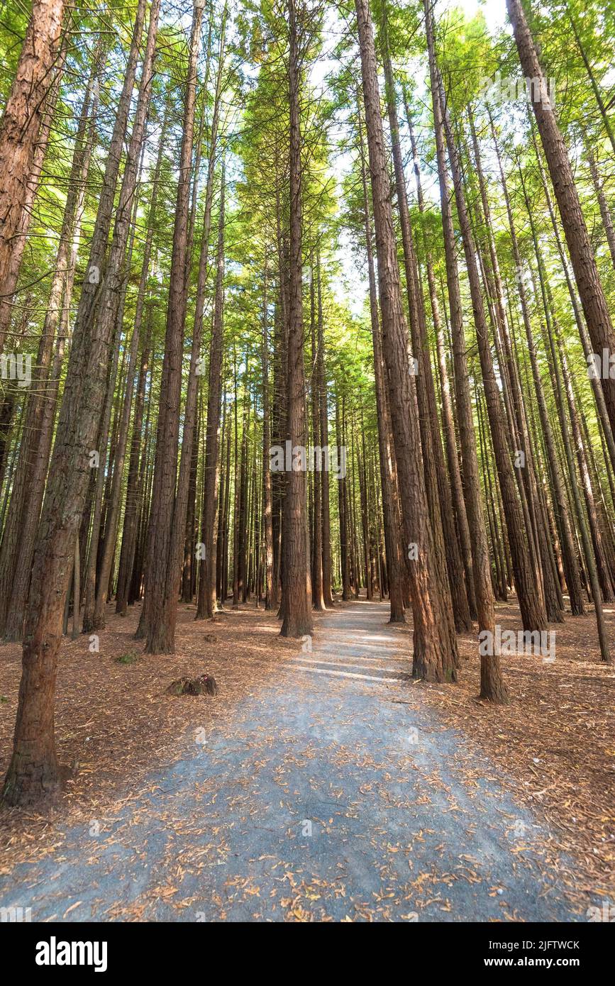 Beautiful Redwood Tree
