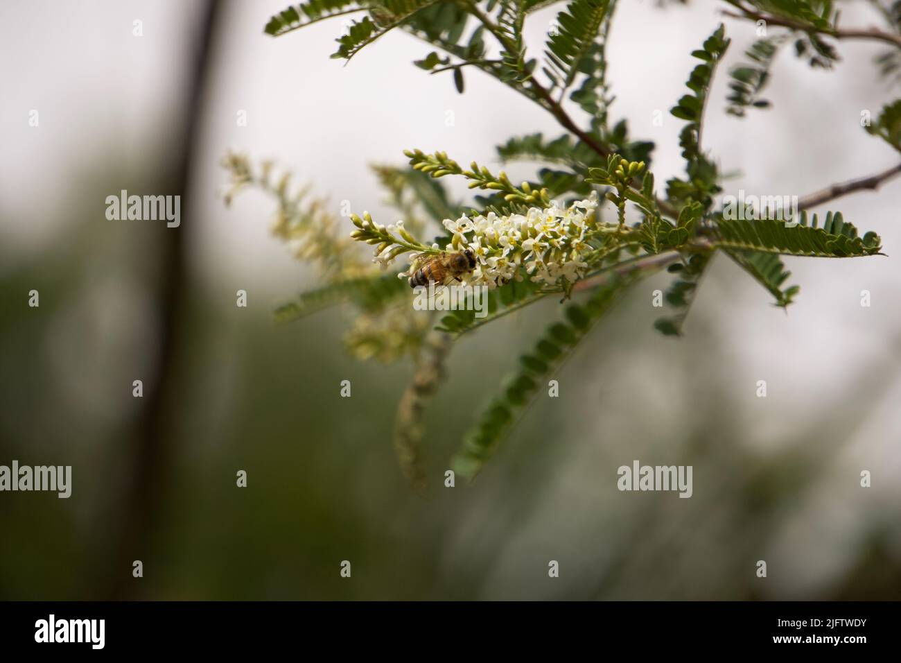 White bee feather hi-res stock photography and images - Alamy