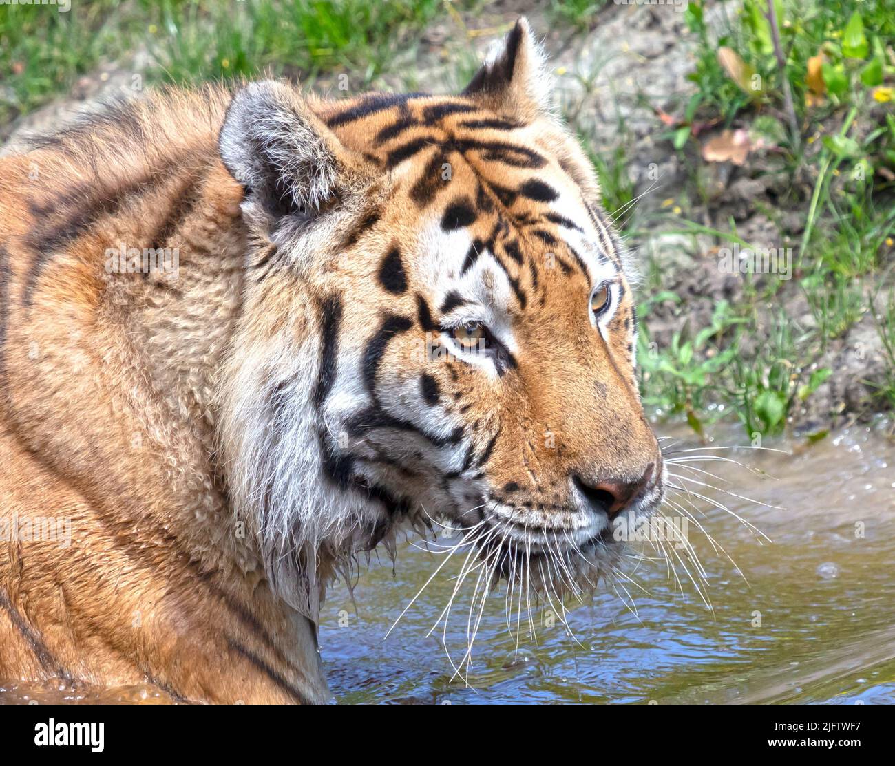 Tiger and trees coloring hi-res stock photography and images - Alamy