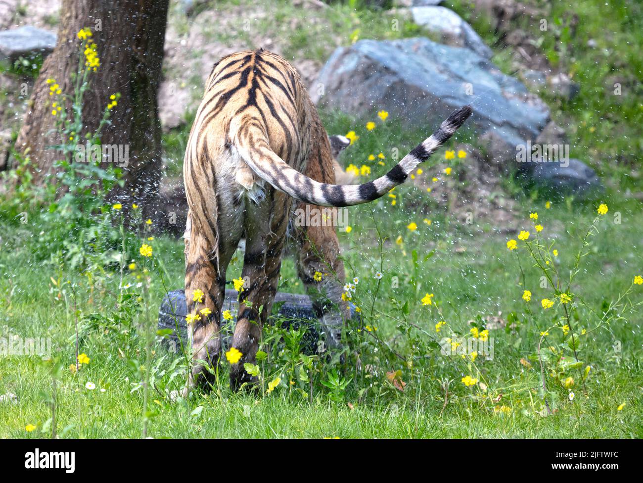 Tiger and trees coloring hi-res stock photography and images - Alamy