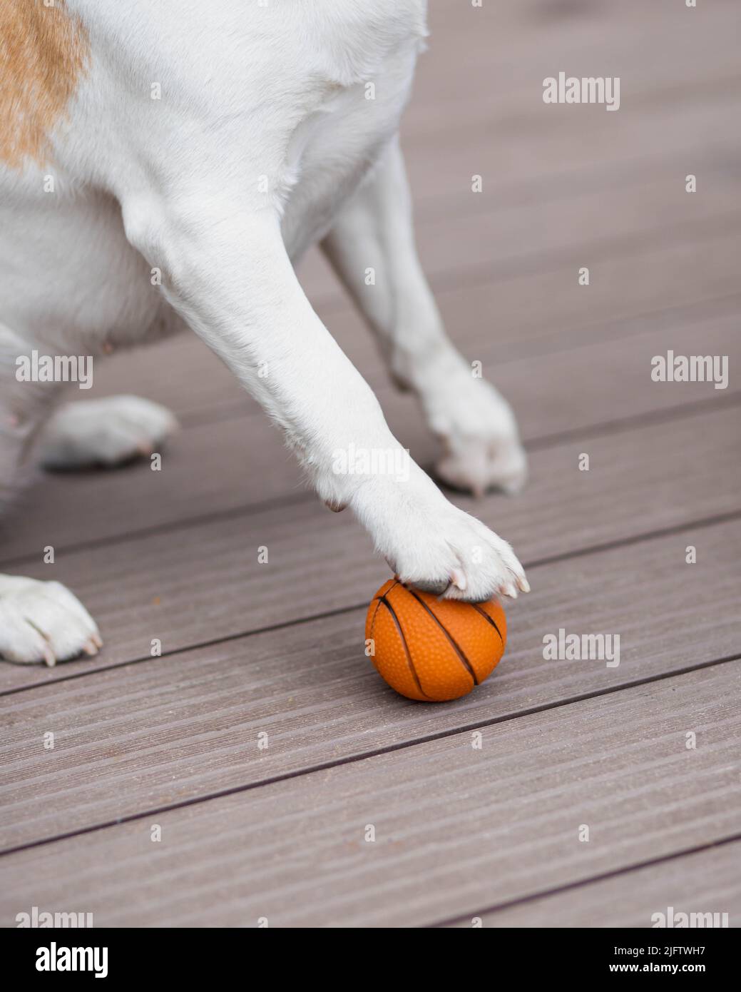 jack russell terrier puppy playing with orange ball with paw Stock ...