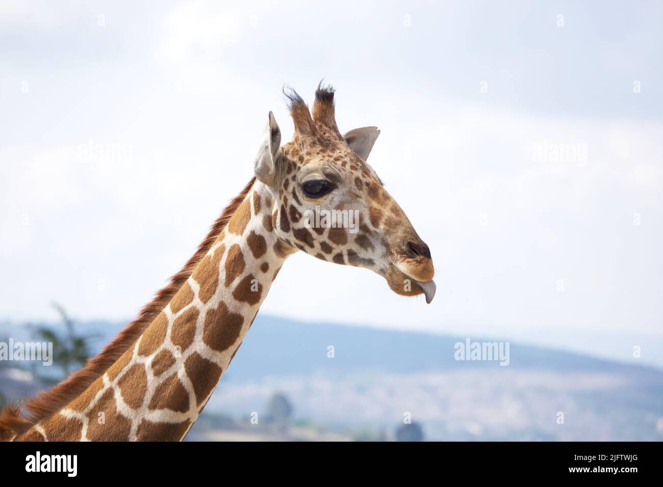 The long neck and head of a giraffe Stock Photo - Alamy