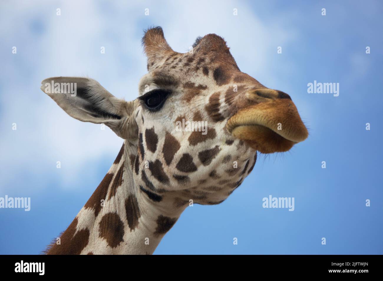 The head of a giraffe Stock Photo - Alamy