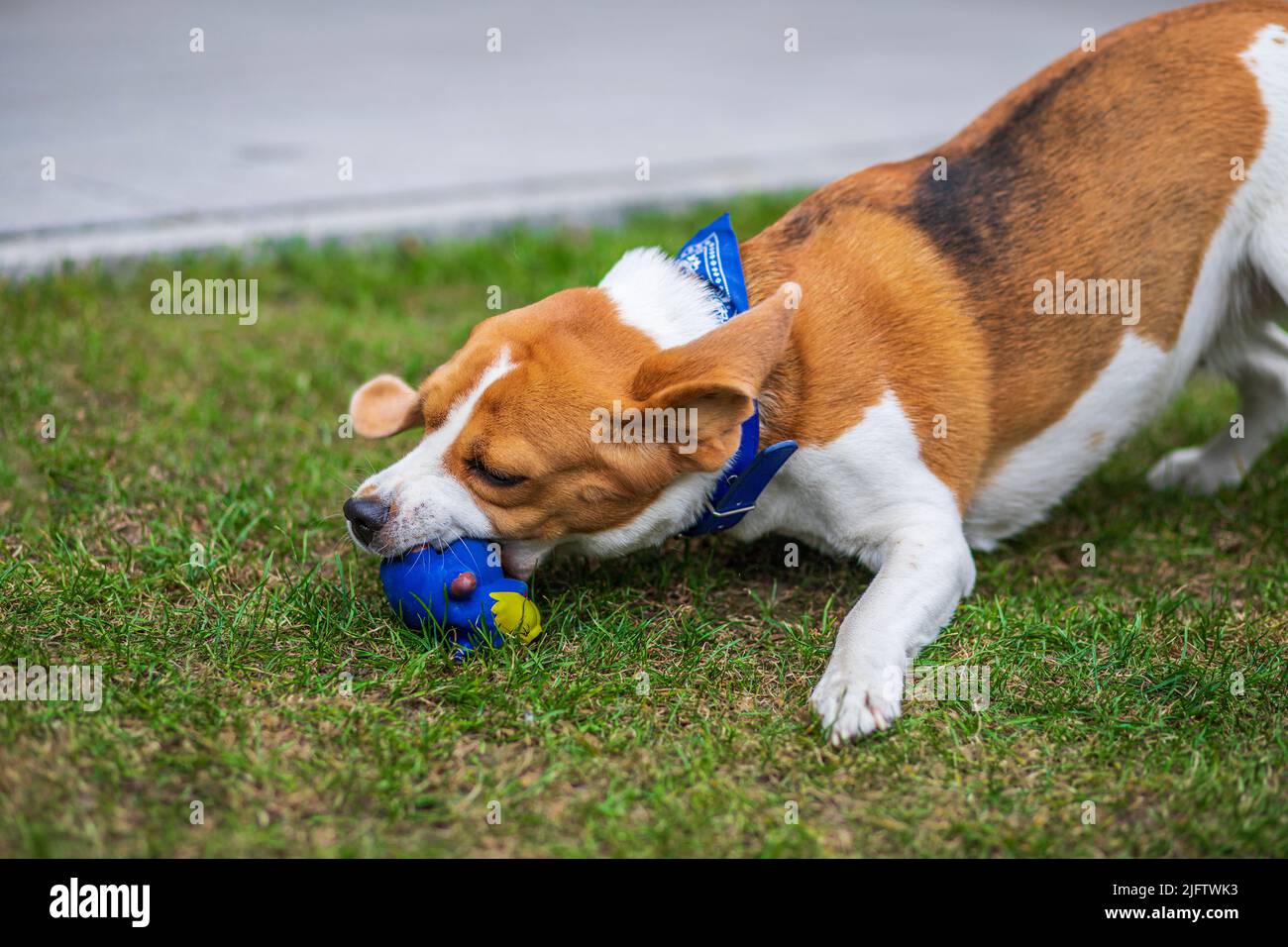 jack russell terrier playing with blue ball in grass Stock Photo - Alamy