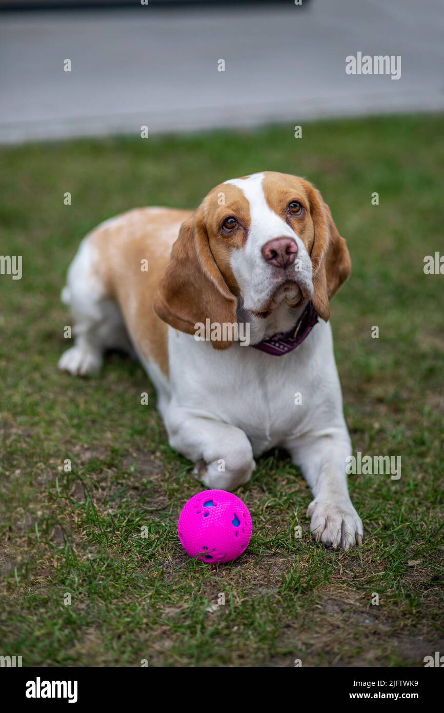 Beagle ball hi-res stock photography and images - Alamy