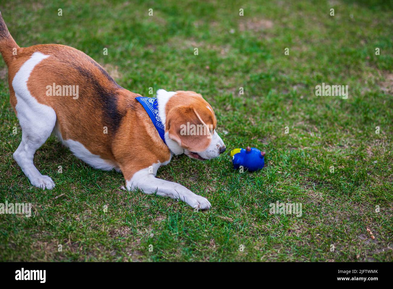 beagle puppy playing with blue ball Stock Photo - Alamy