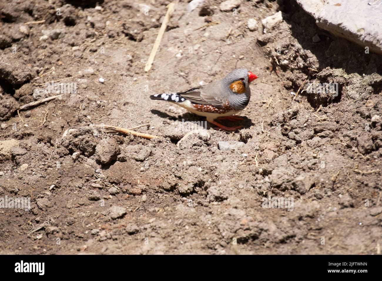 An Australian Zebra Finch walking on the ground Stock Photo - Alamy