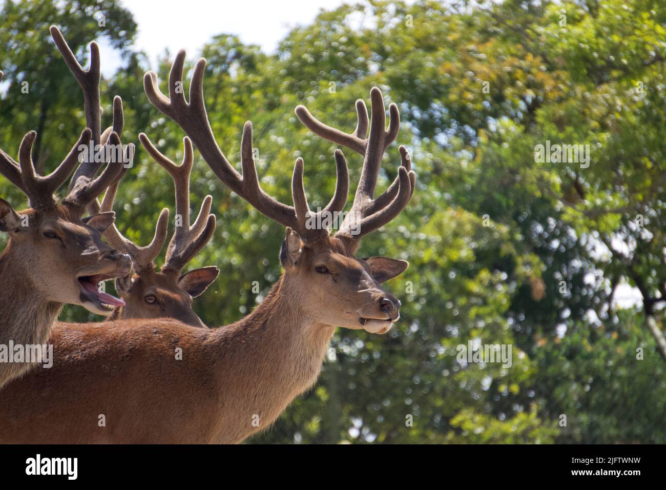 Deer with its characteristic antlers Stock Photo - Alamy