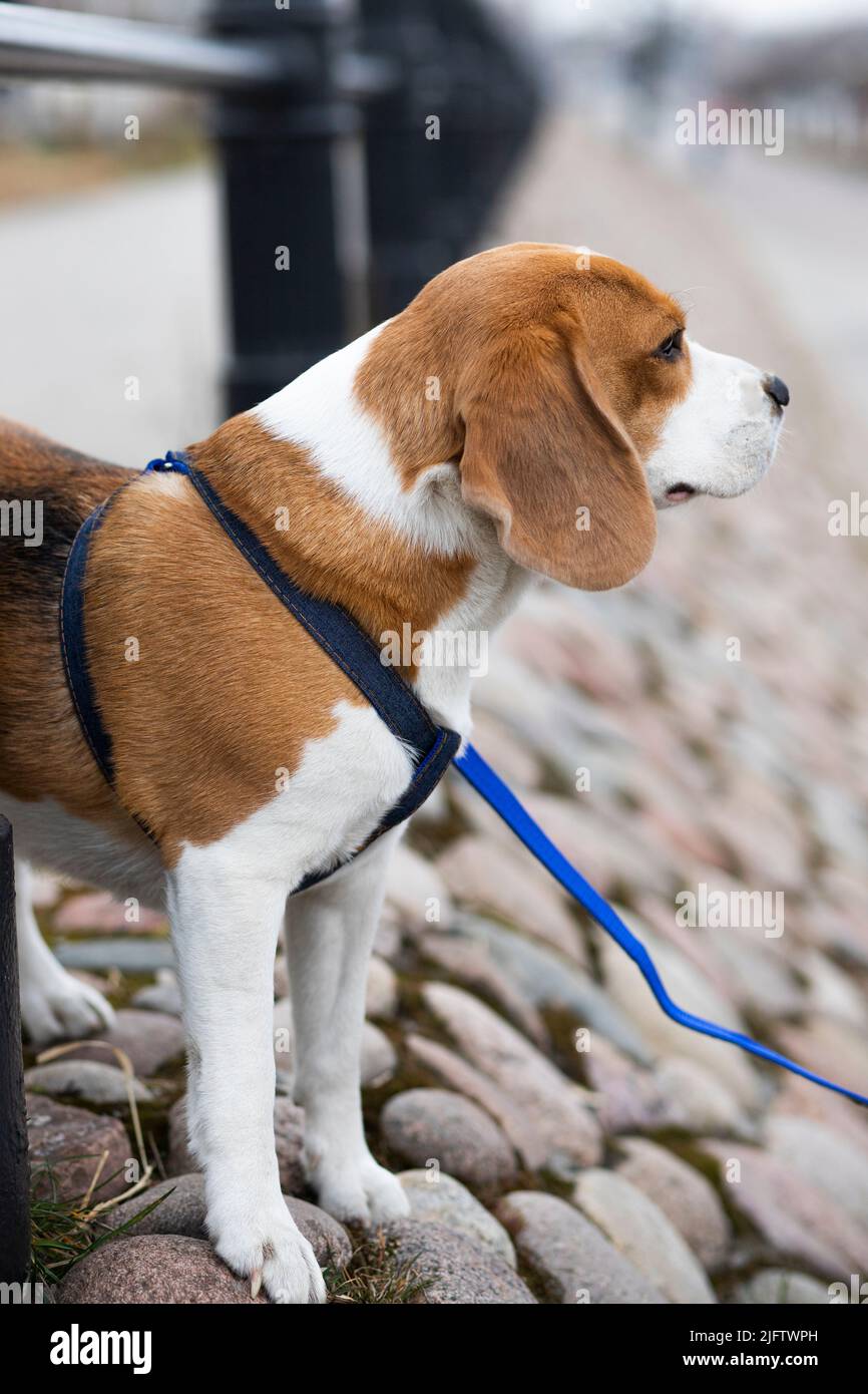 Blue colar hi-res stock photography and images - Alamy