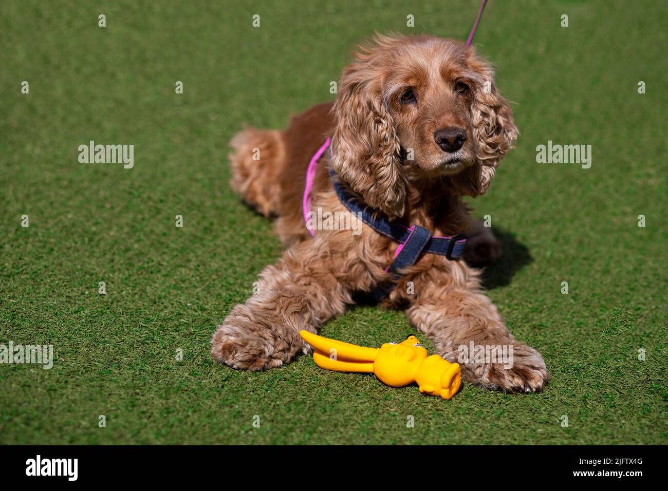 cavalier king charles spaniel play in grass with toy Stock Photo - Alamy