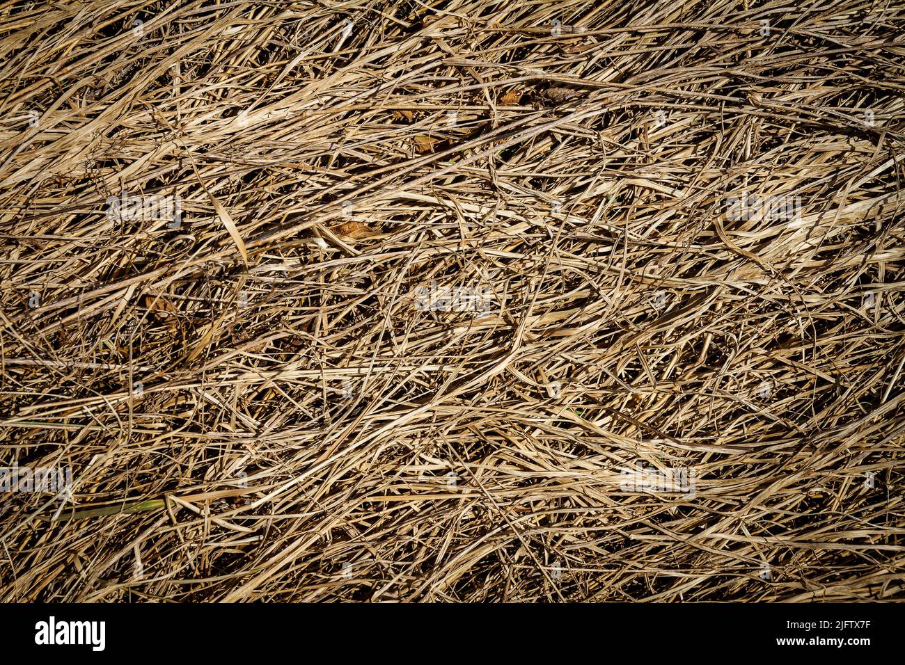 Closeup of old aged dry grass straw texture background. Macro of a ...
