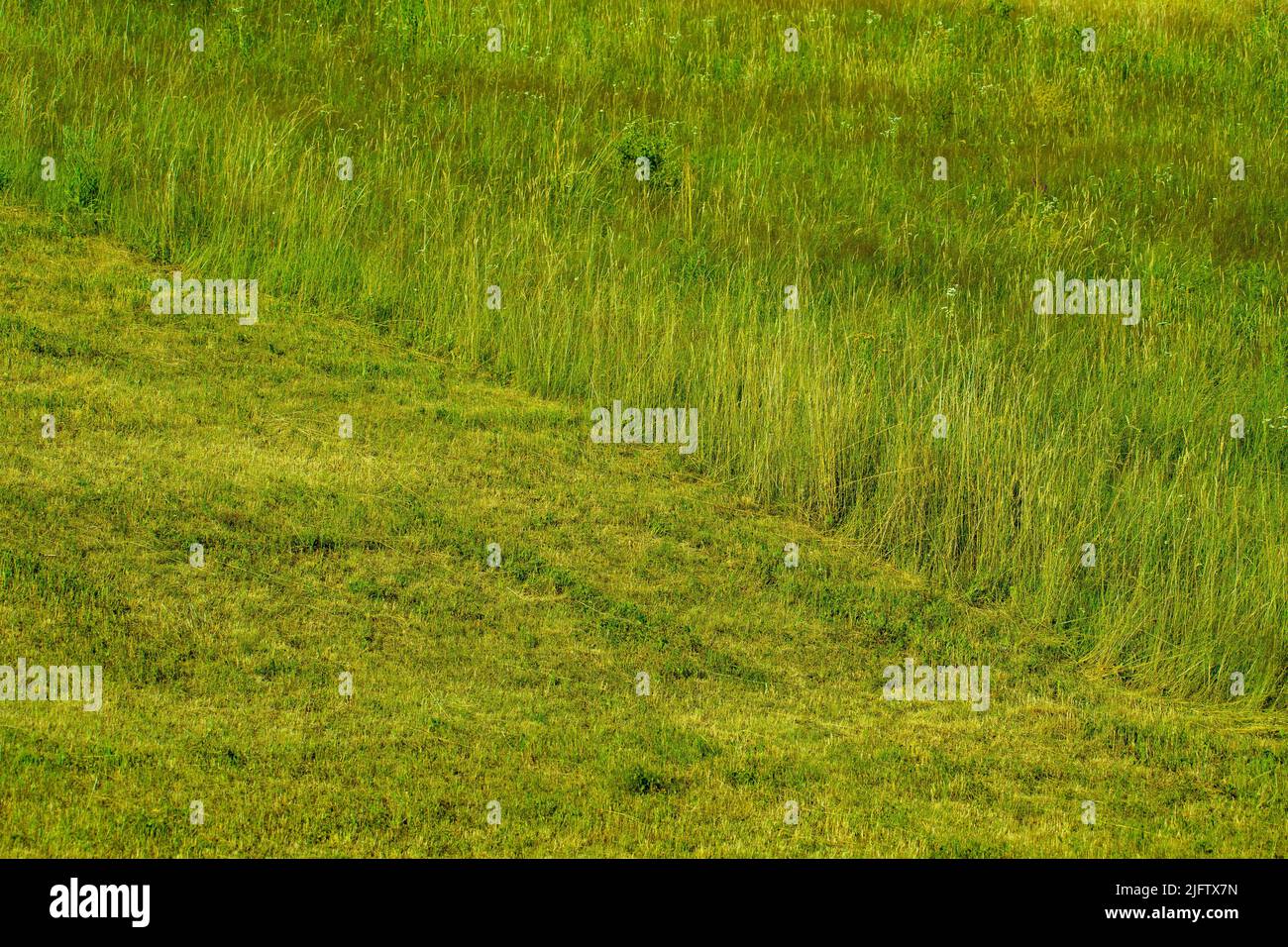a close-up of a field with half-mowed grass, green, pasture Stock Photo ...