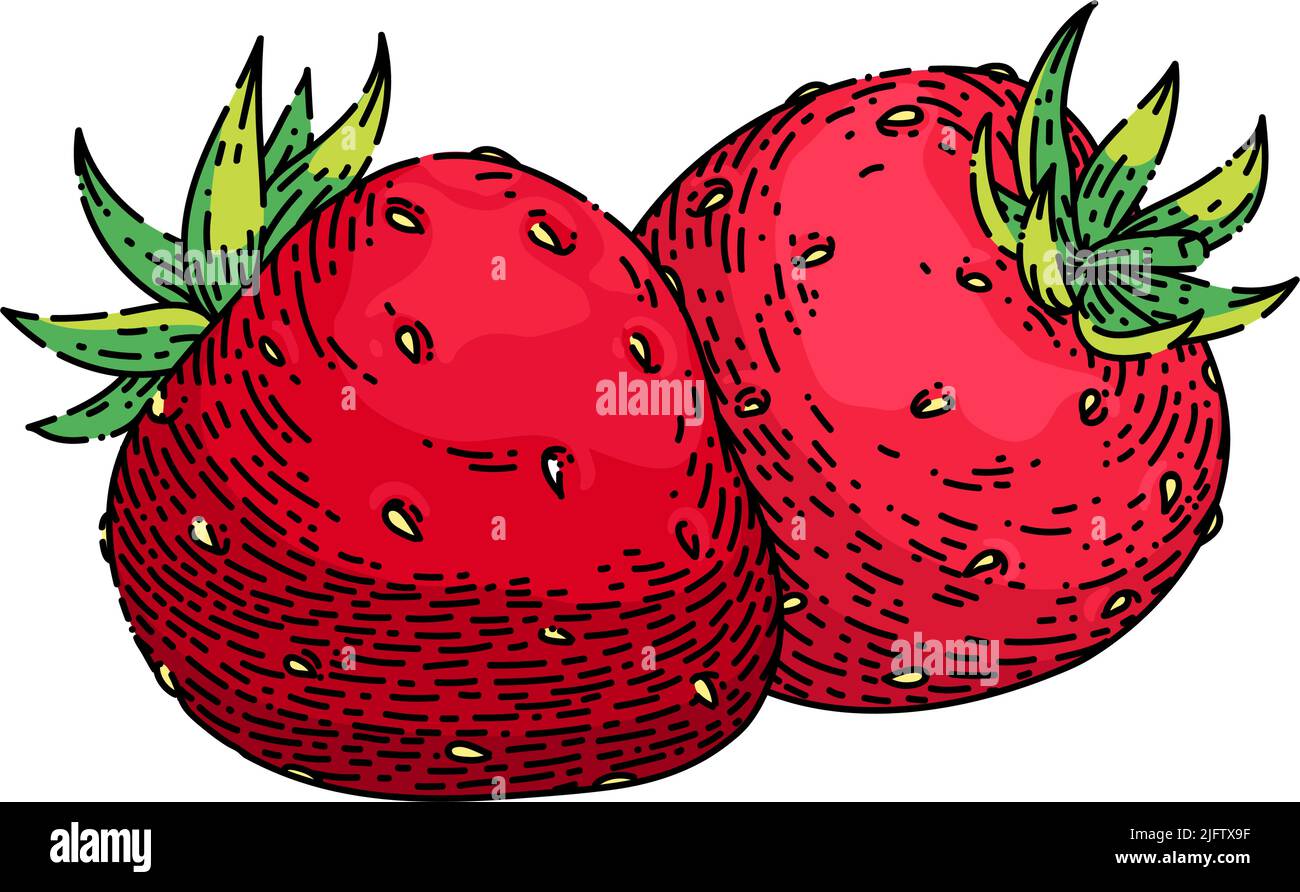 strawberry sketch hand drawn vector Stock Vector Image & Art - Alamy