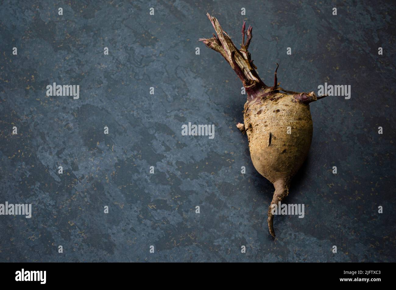 A single example of the root vegetable beetroot. Organic and home grown ...