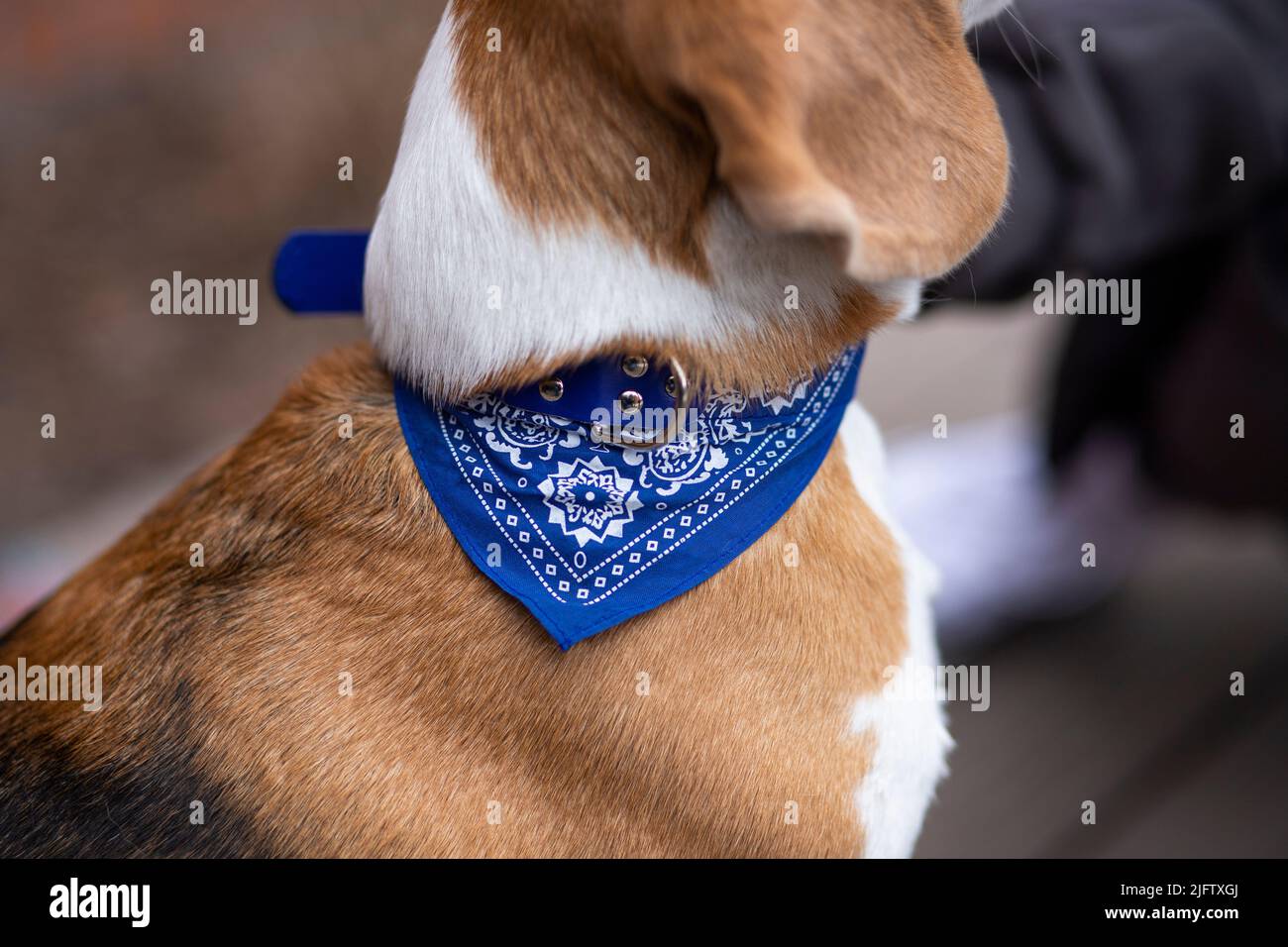 cute portrait of a beagle puppy with blue colar Stock Photo - Alamy