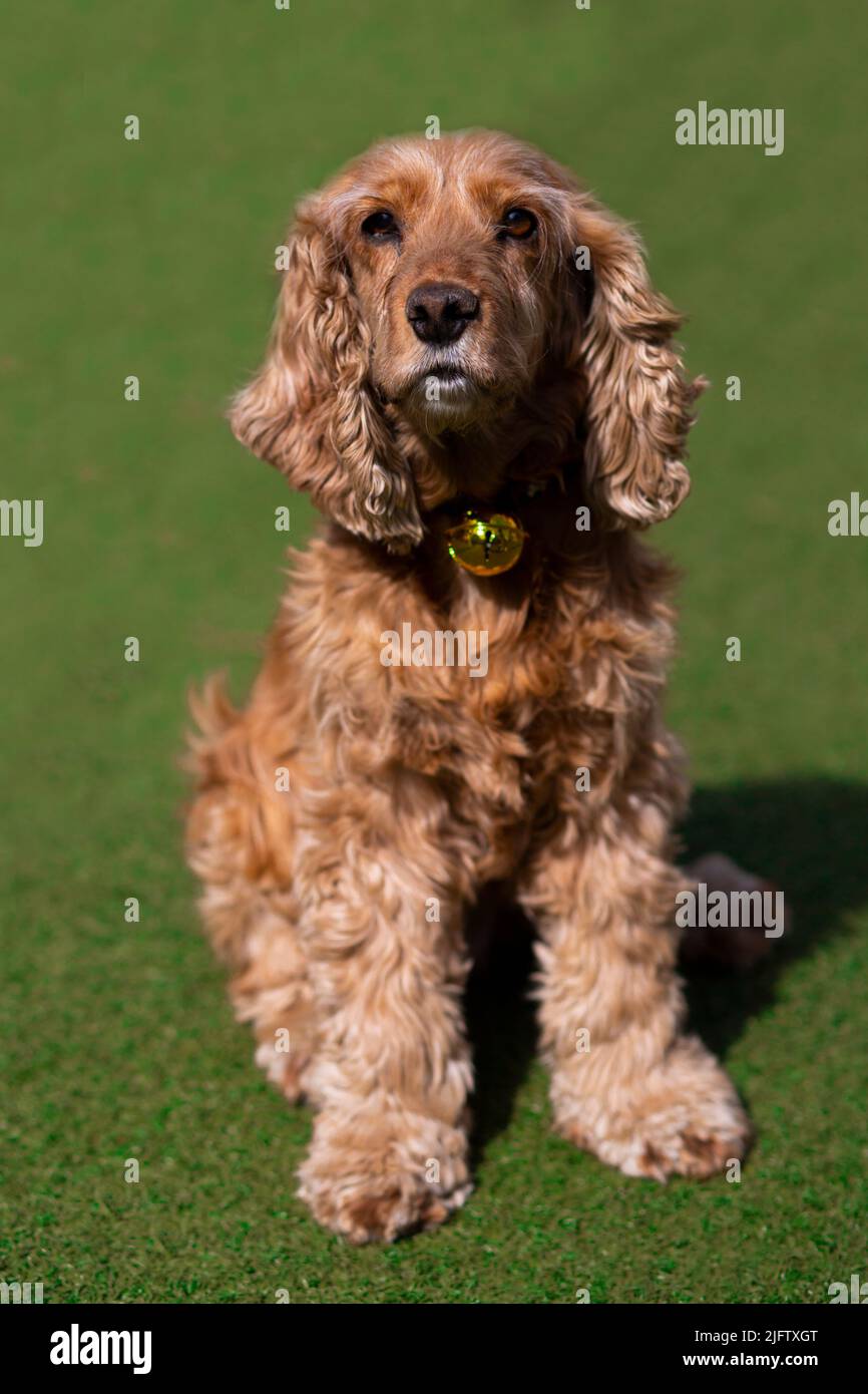 english cocker spaniel dog in green background with cute nose Stock ...