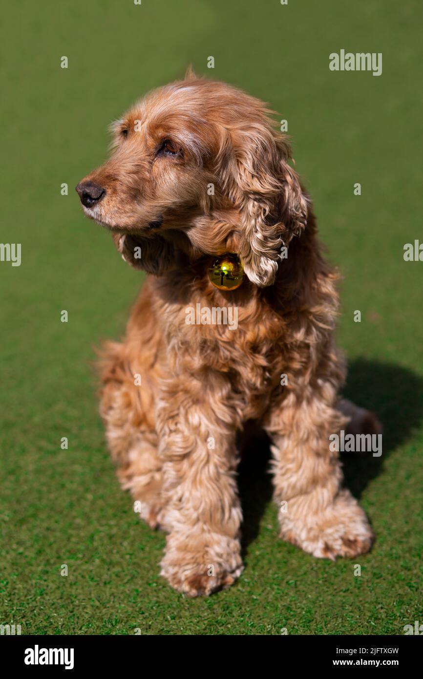 english cocker spaniel dog in green background in grass Stock Photo - Alamy